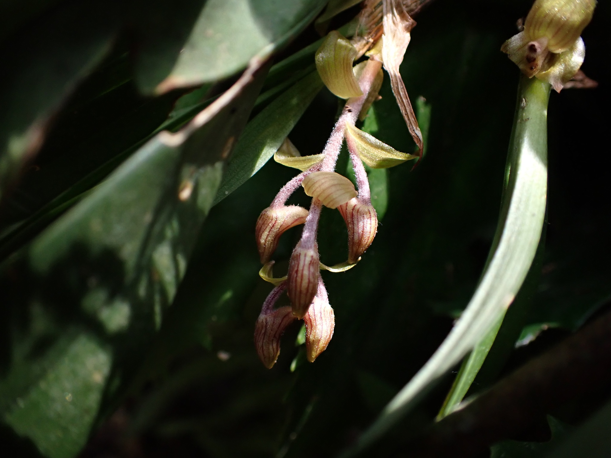 Pinalia amica (Rchb.f.) Kuntze