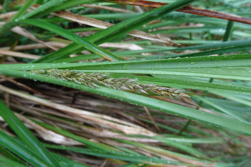Greater Tussock-sedge from Washington, UK on March 30, 2023 at 10:41 AM ...