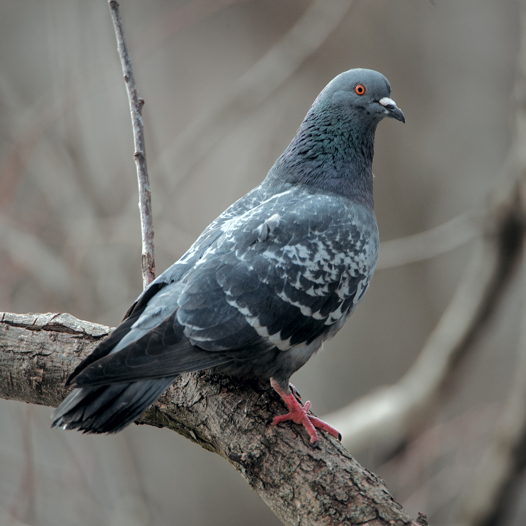 Feral Pigeon (Birds of Cincinnati) · iNaturalist