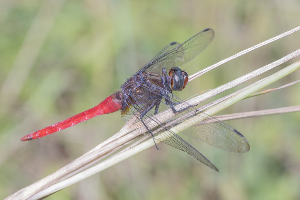 Brown-backed Red Marsh Hawk from Bukit Panjang, Singapore on March 30 ...