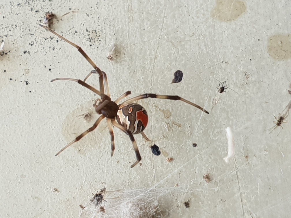 Redback Spider in October 2018 by QuestaGame. Sighting and photos (c ...
