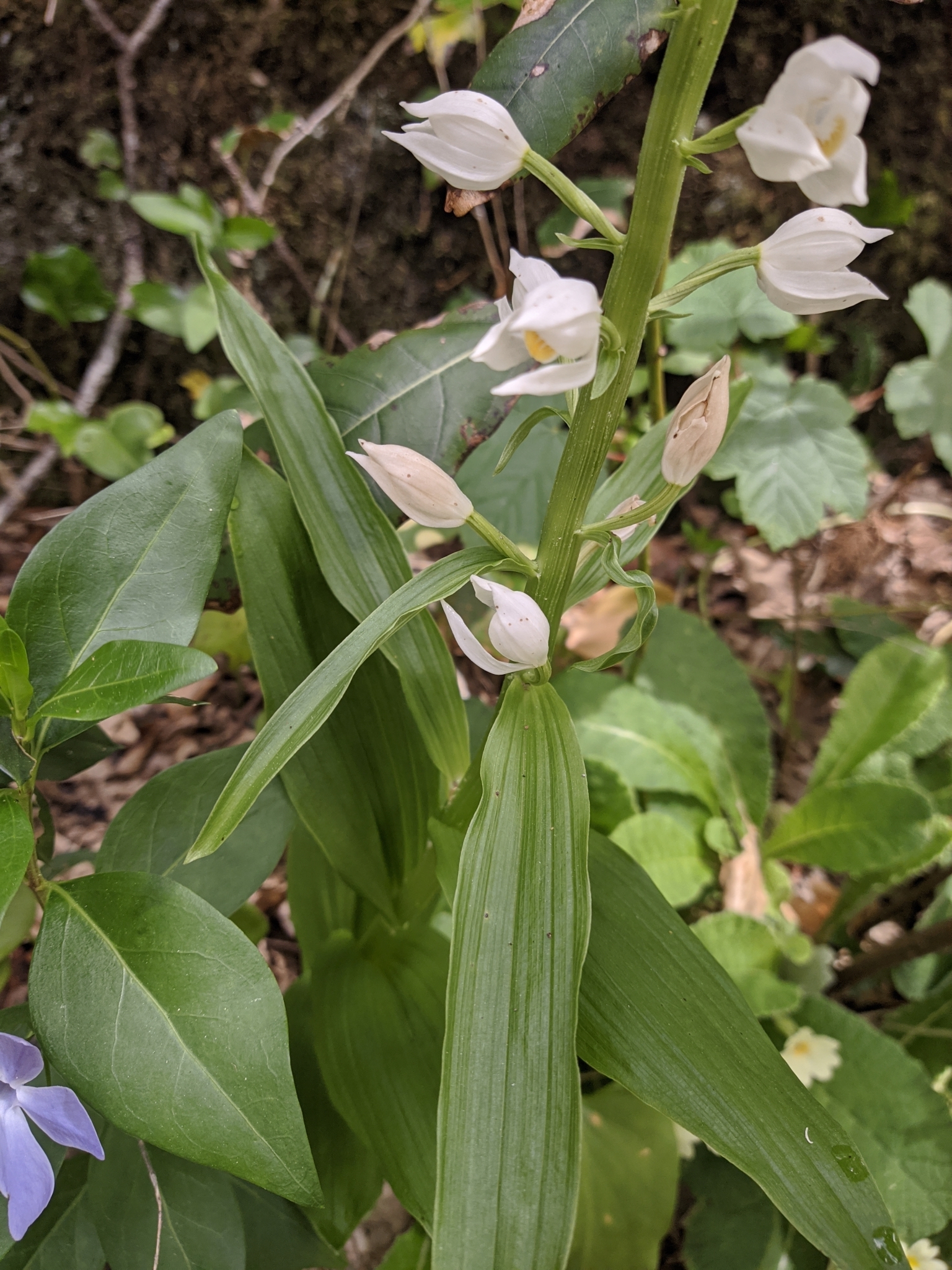 Cephalanthera Rich.