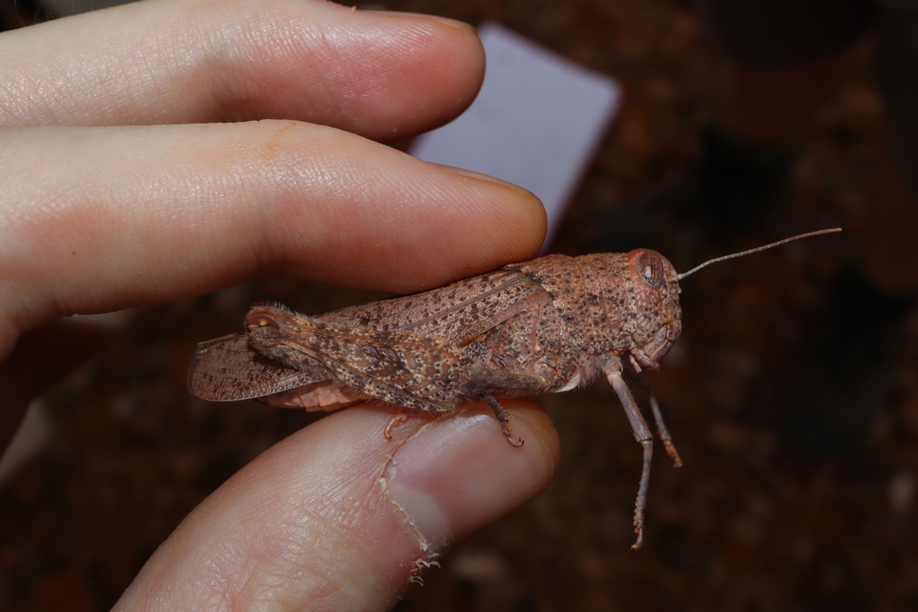 Buforania from Fowlers Gap NSW 2880, Australia on March 27, 2023 at 09: ...