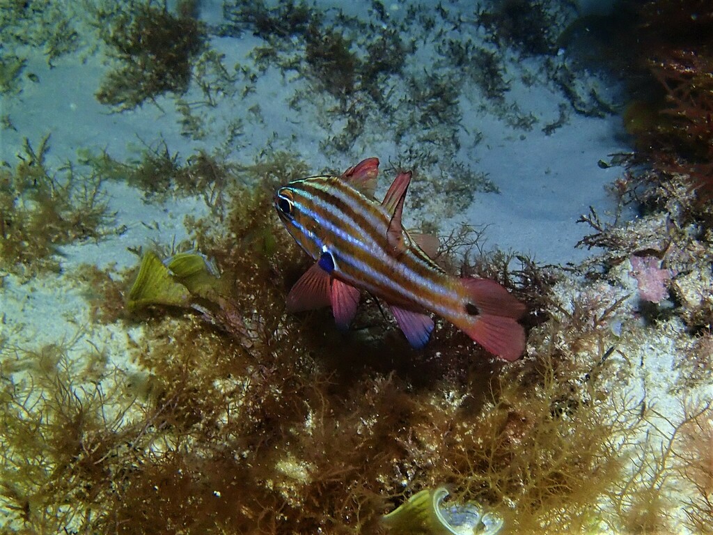 Western Striped Cardinalfish from Watermans Bay Beach, WA 6020 ...
