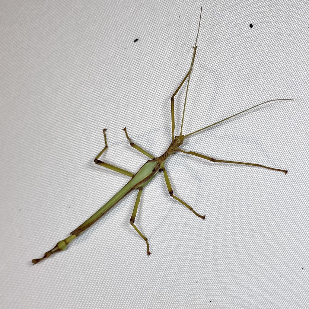 Red-winged Stick Insect from Whitecross Rd, Bli Bli, QLD, AU on March ...