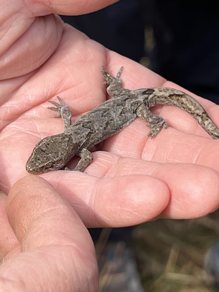 New Zealand Brown Geckos in March 2023 by shannonmarshall · iNaturalist