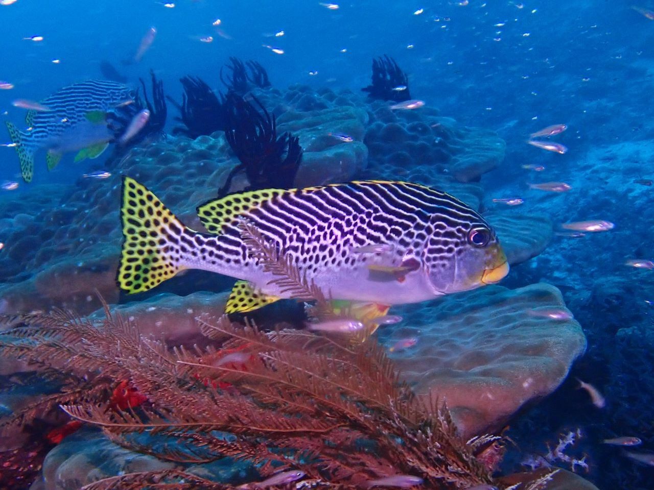 Plectorhinchus lineatus (Linnaeus, 1758)