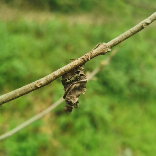 Perissus declaratus · NaturaLista Colombia