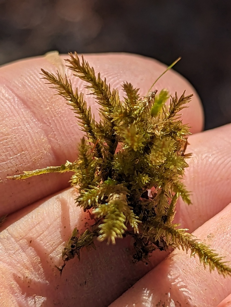 American Tree Moss from Chesterfield County, VA, USA on March 29, 2023 ...
