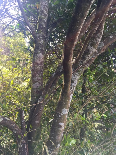 Kohuhu (Beginners Guide to Canterbury Flora) · iNaturalist