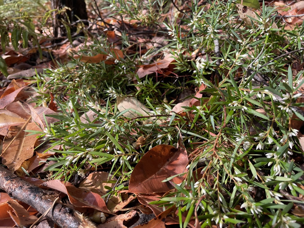 Styphelia propinqua from Mundaring State Forest, Flint, WA, AU on March ...