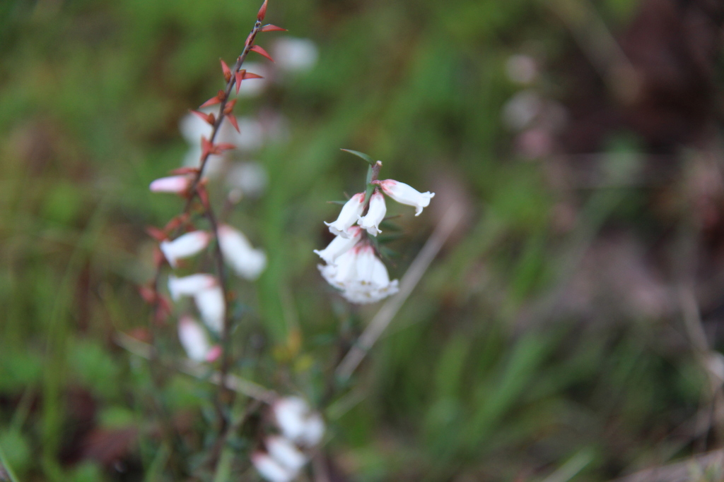 Common Heath from Derwent Bridge TAS 7140, Australia on November 16 ...