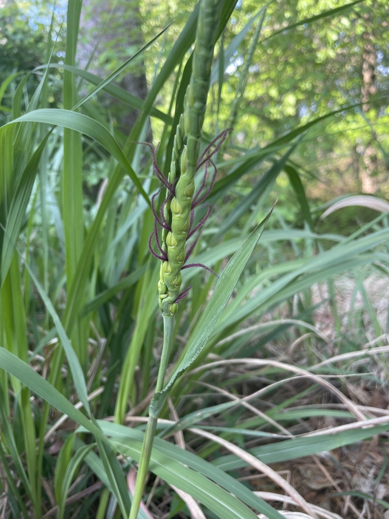 eastern gamagrass from Northwestern State University Of Louisiana ...