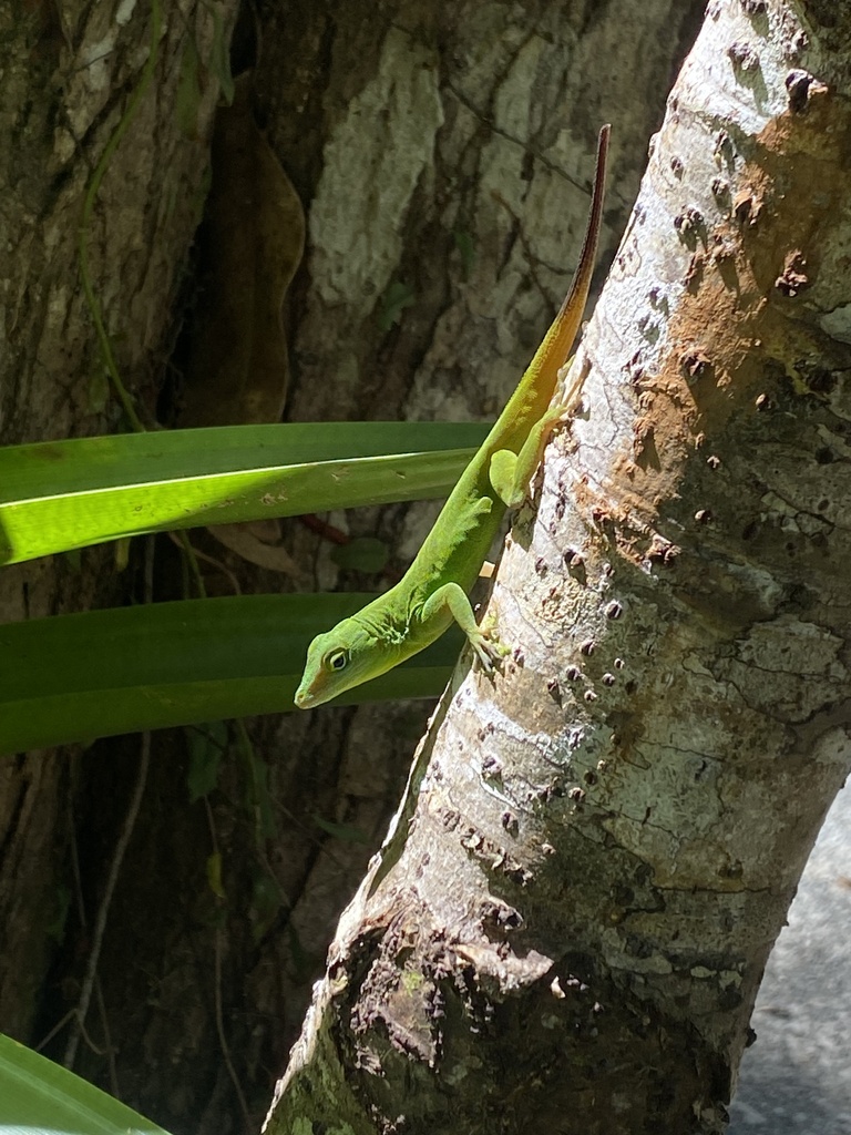 Emerald anole from Puerto Rico, San Germán, Puerto Rico, US on March 30 ...