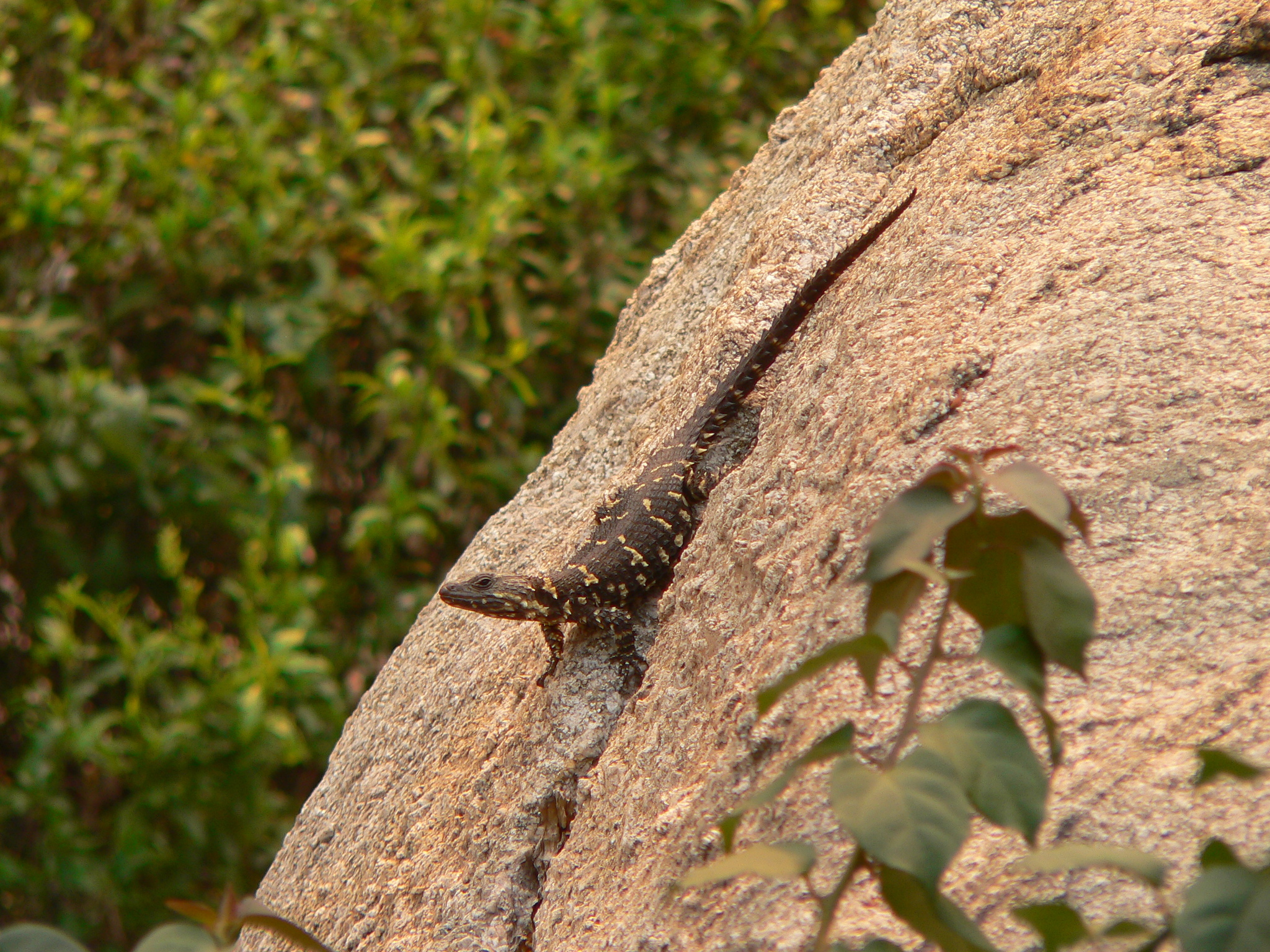 Smaug barbertonensis (Van Dam, 1921)