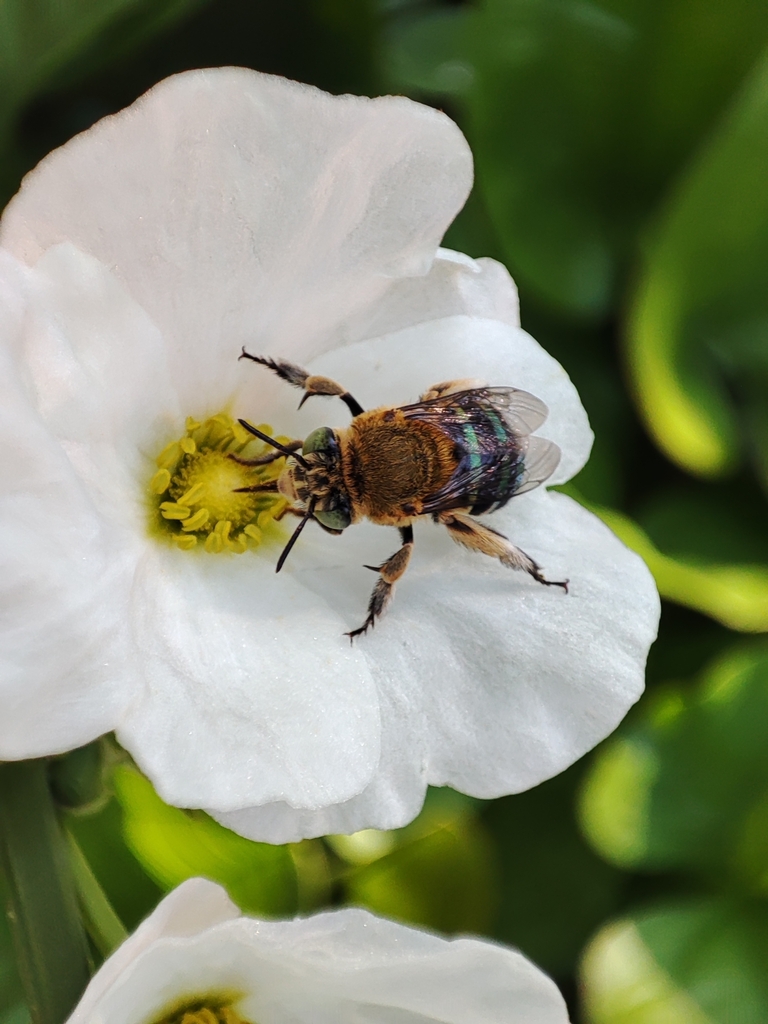 Sunda Blue-banded Digger from Kesiman Petilan, East Denpasar, Denpasar ...