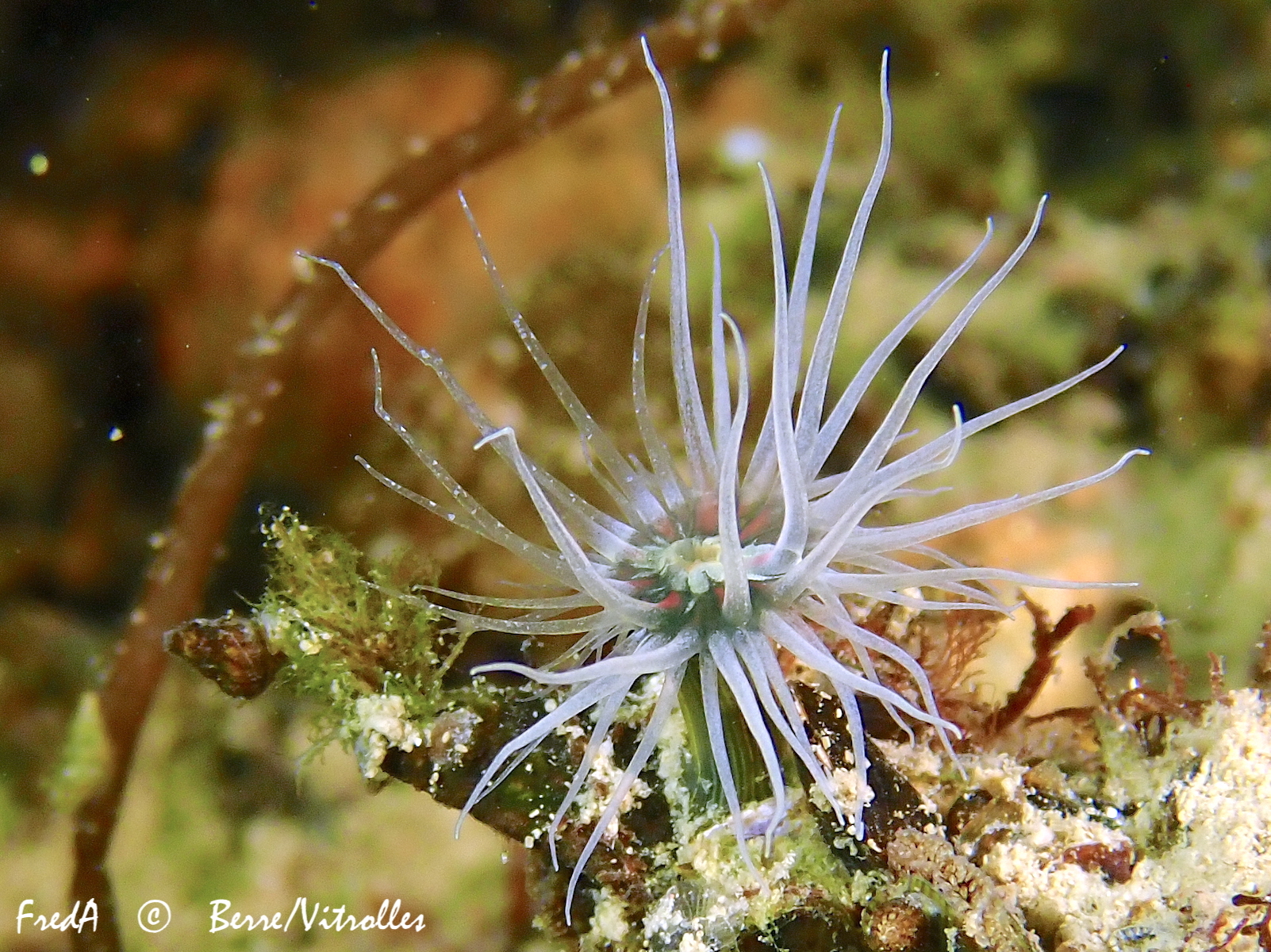 Diadumene lineata (Verrill, 1869)