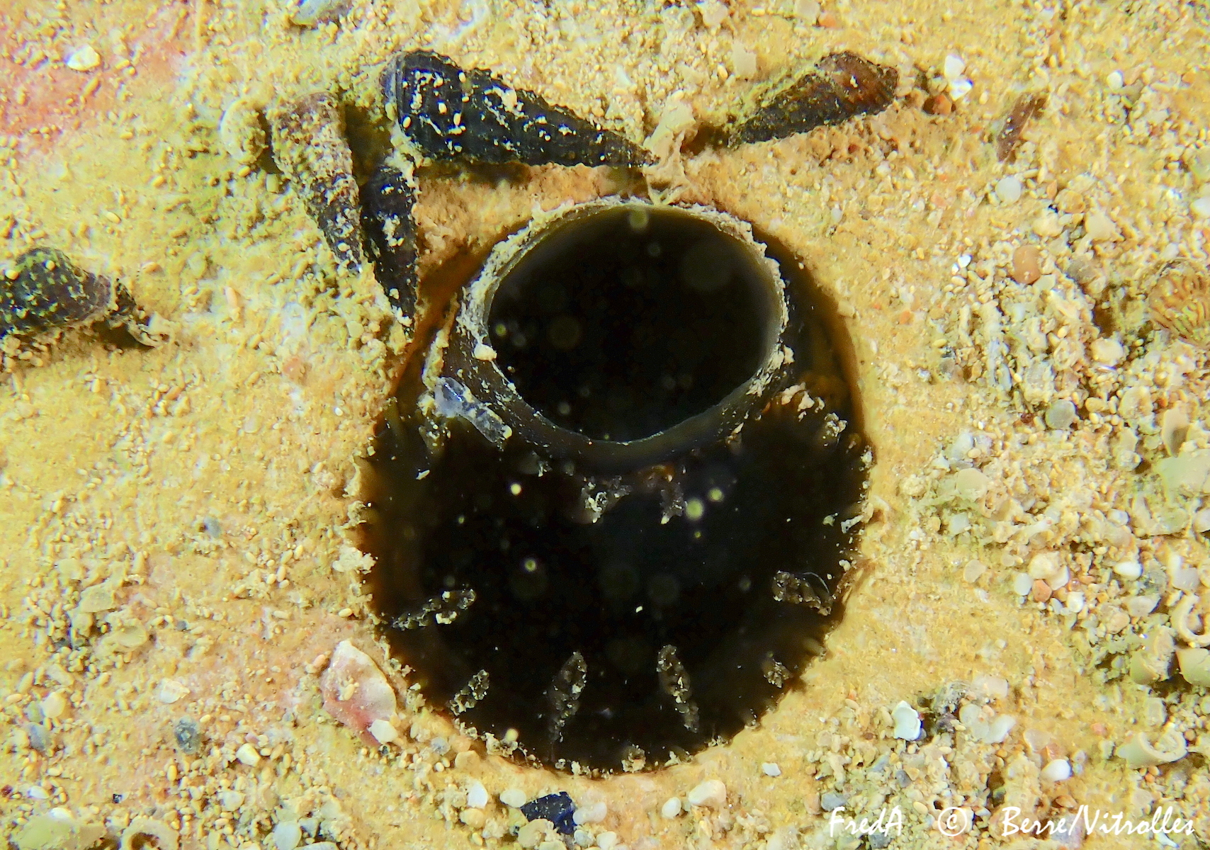 Pholas Linnaeus, 1758