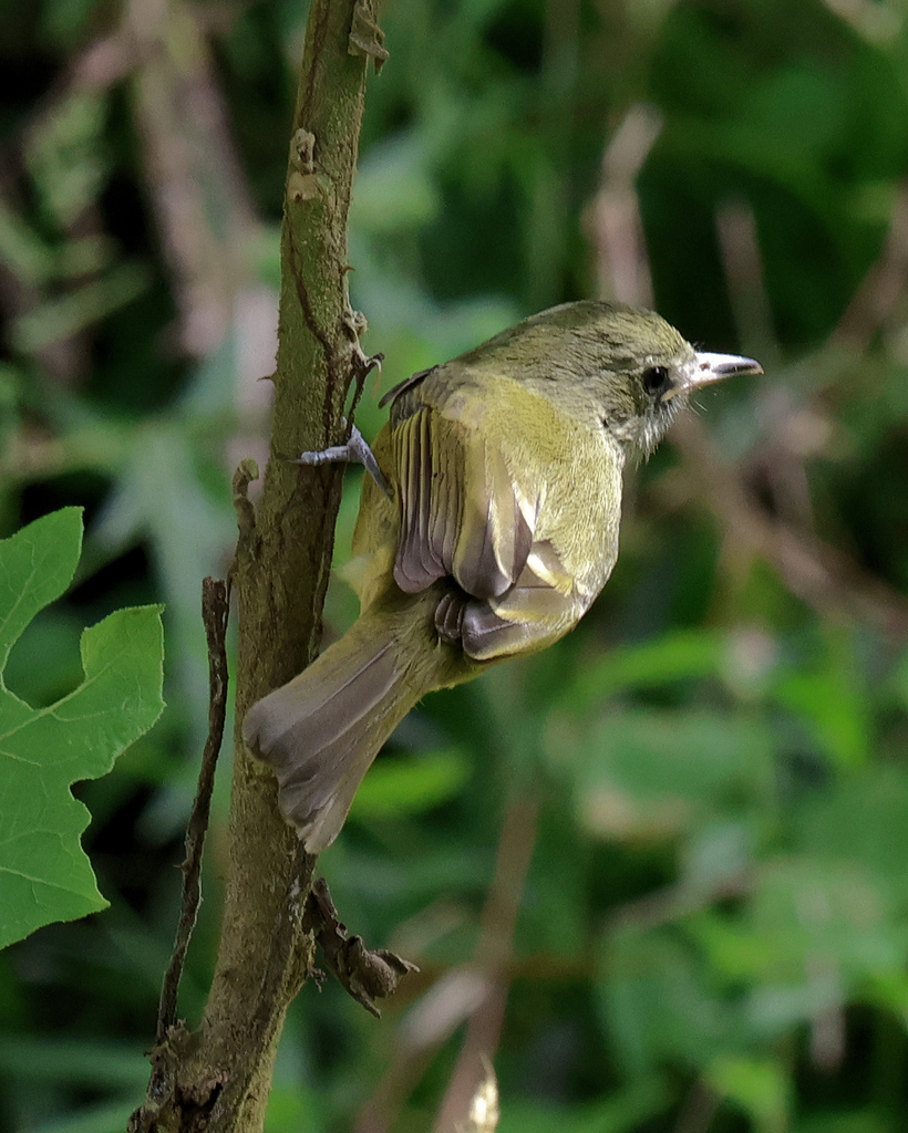 Mionectes Flycatchers from Alajuela Province, San Carlos, Costa Rica on ...