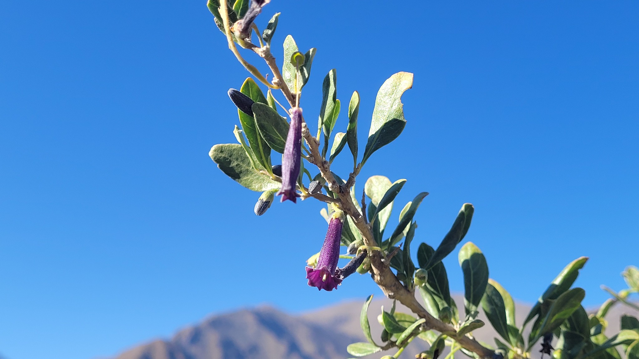 Dunalia spinosa (Meyen) Dammer