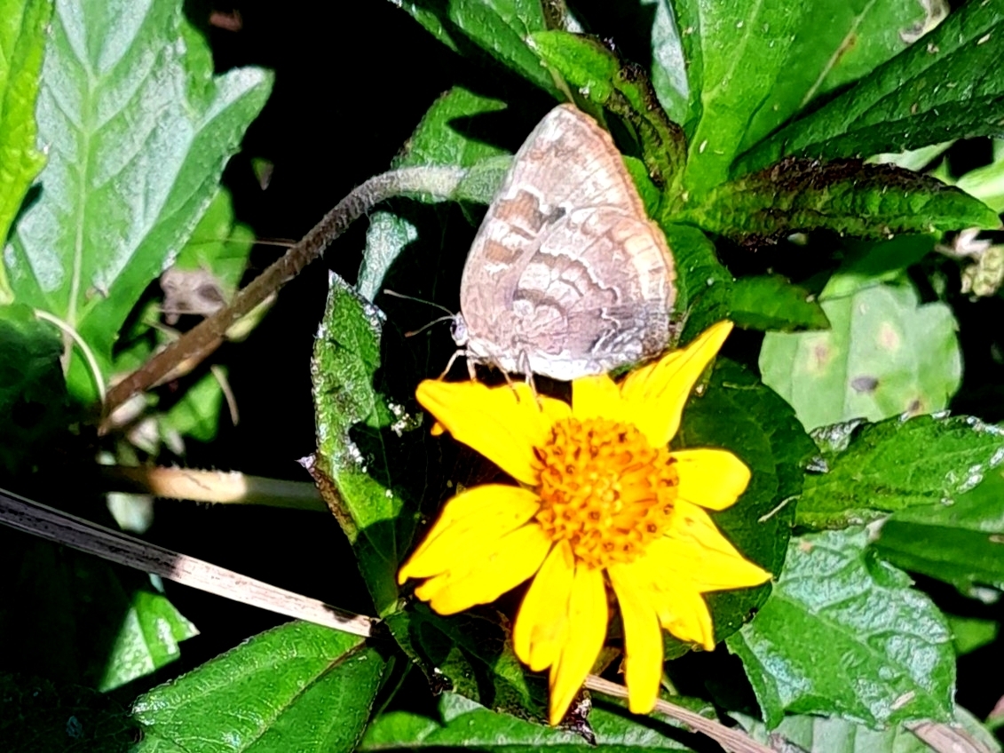 Rekoa palegon (Cramer, 1780)