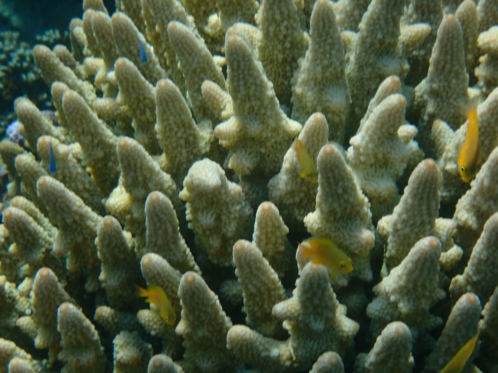 Acropora humilis (Dana, 1846)