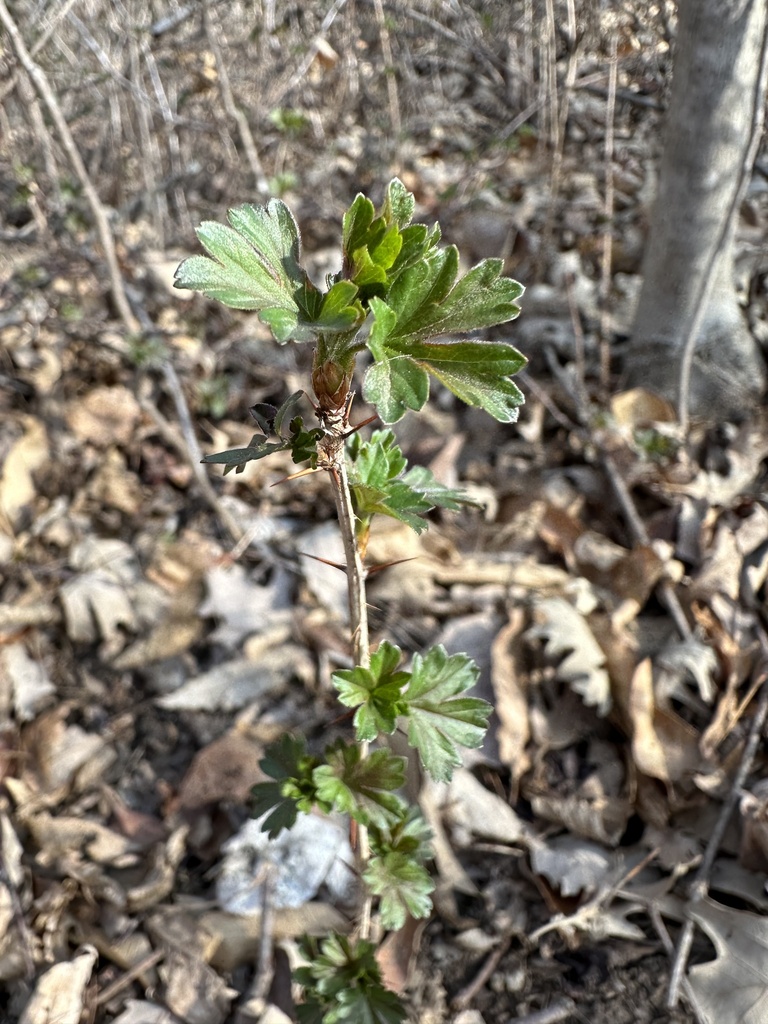 Missouri Gooseberry from Burr Oak Woods Conservation Area, Blue Springs ...