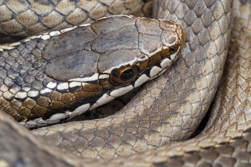 Chilean Green Racer from Chimbarongo, O'Higgins, Chile on February 02 ...