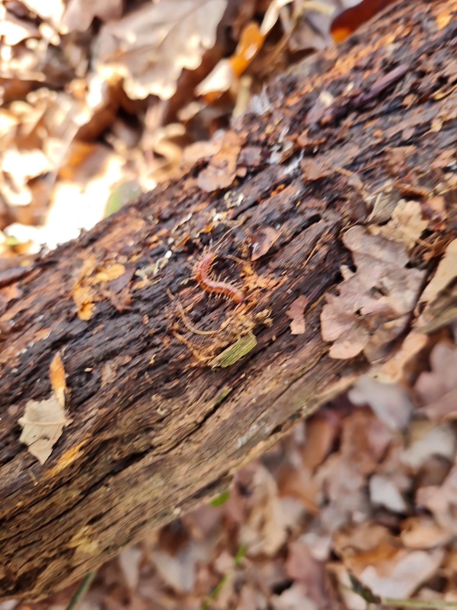 Lithobius variegatus Leach, 1814