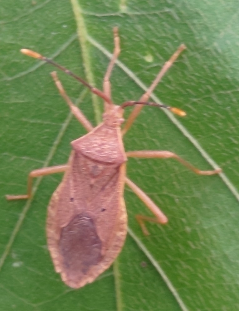 Homoeocerus Burmeister, 1835