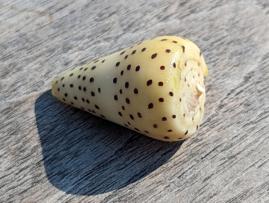 Ivory Cone from Kaafu Atoll, Maldives on March 30, 2023 at 03:37 PM by ...