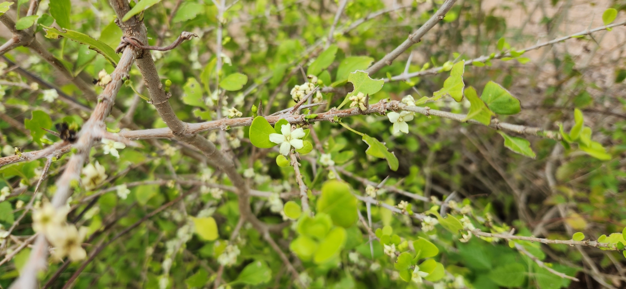 Randia obcordata S.Watson