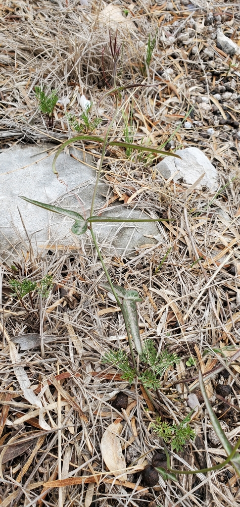 birdwing passionflower from Junction, TX 76849, USA on March 30, 2023 ...