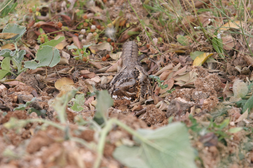 Red-necked Nightjar in May 2006 by Jesús Díaz-Rodríguez · iNaturalist