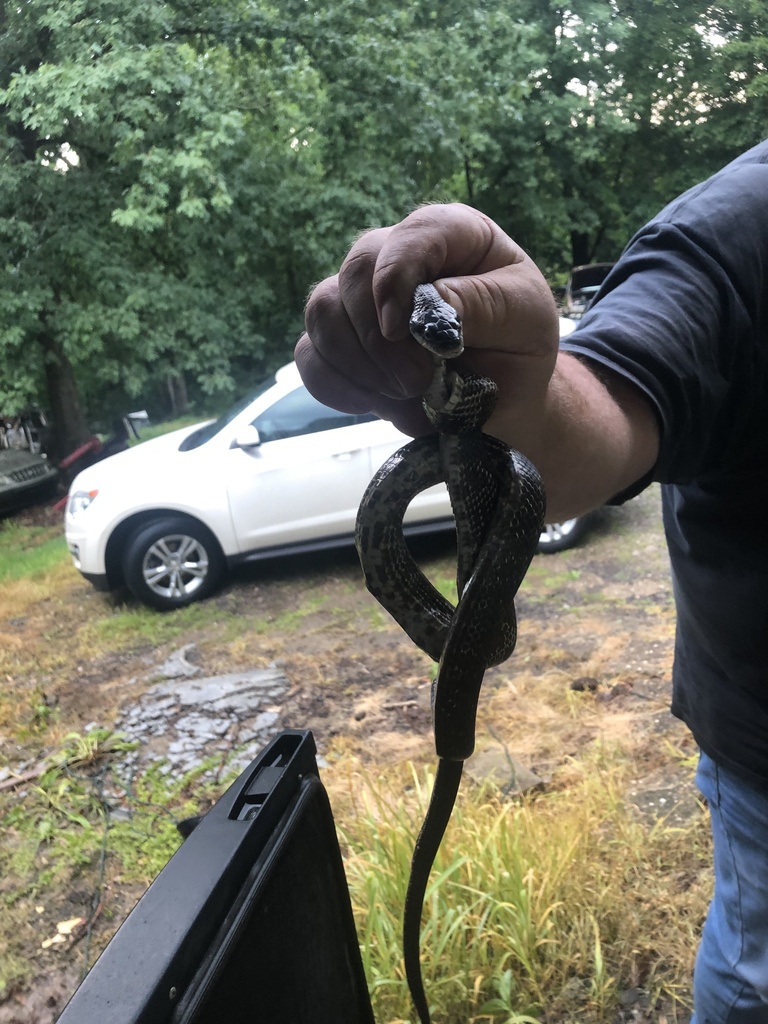 Gray Ratsnake from Parkersburg, WV, US on March 25, 2023 at 01:25 PM by ...