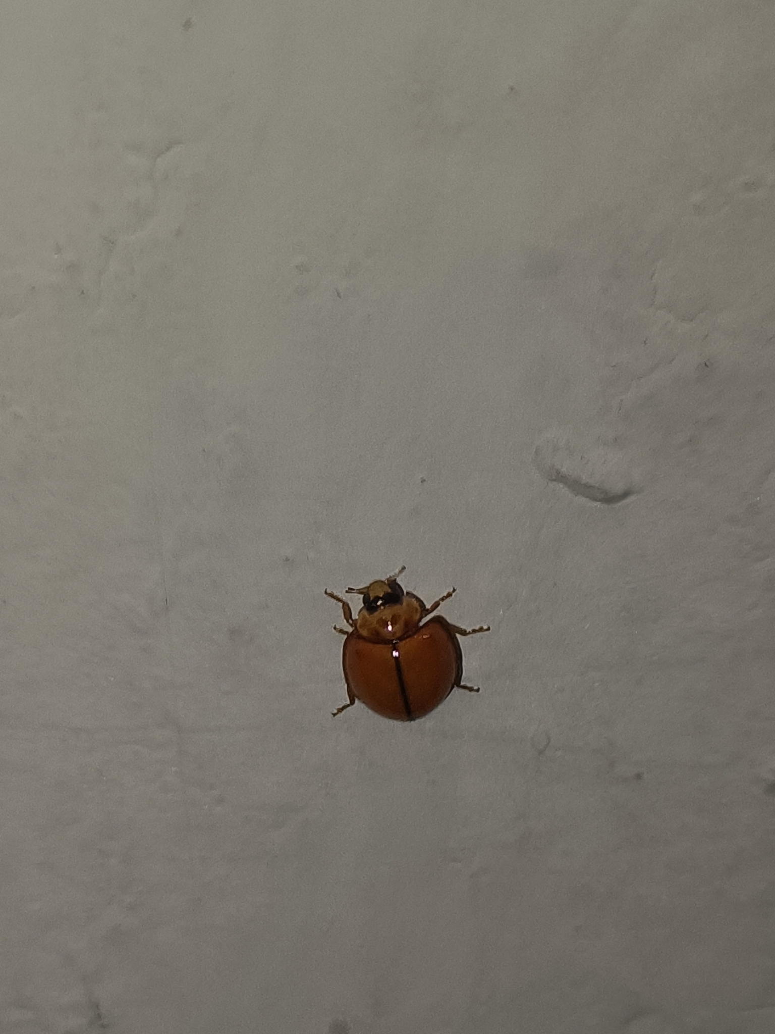 Micraspis discolor (Fabricius, 1798)