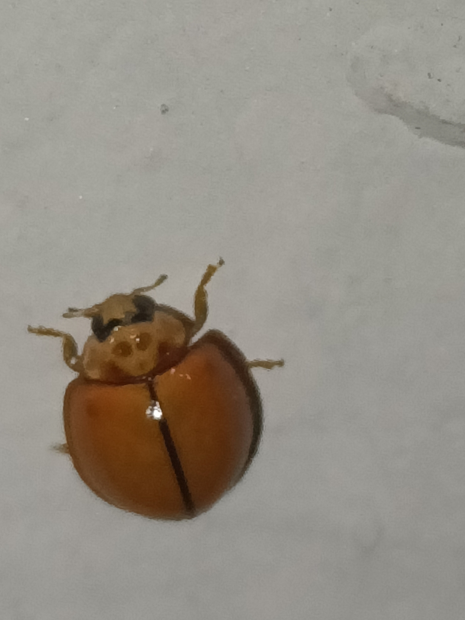 Micraspis discolor (Fabricius, 1798)