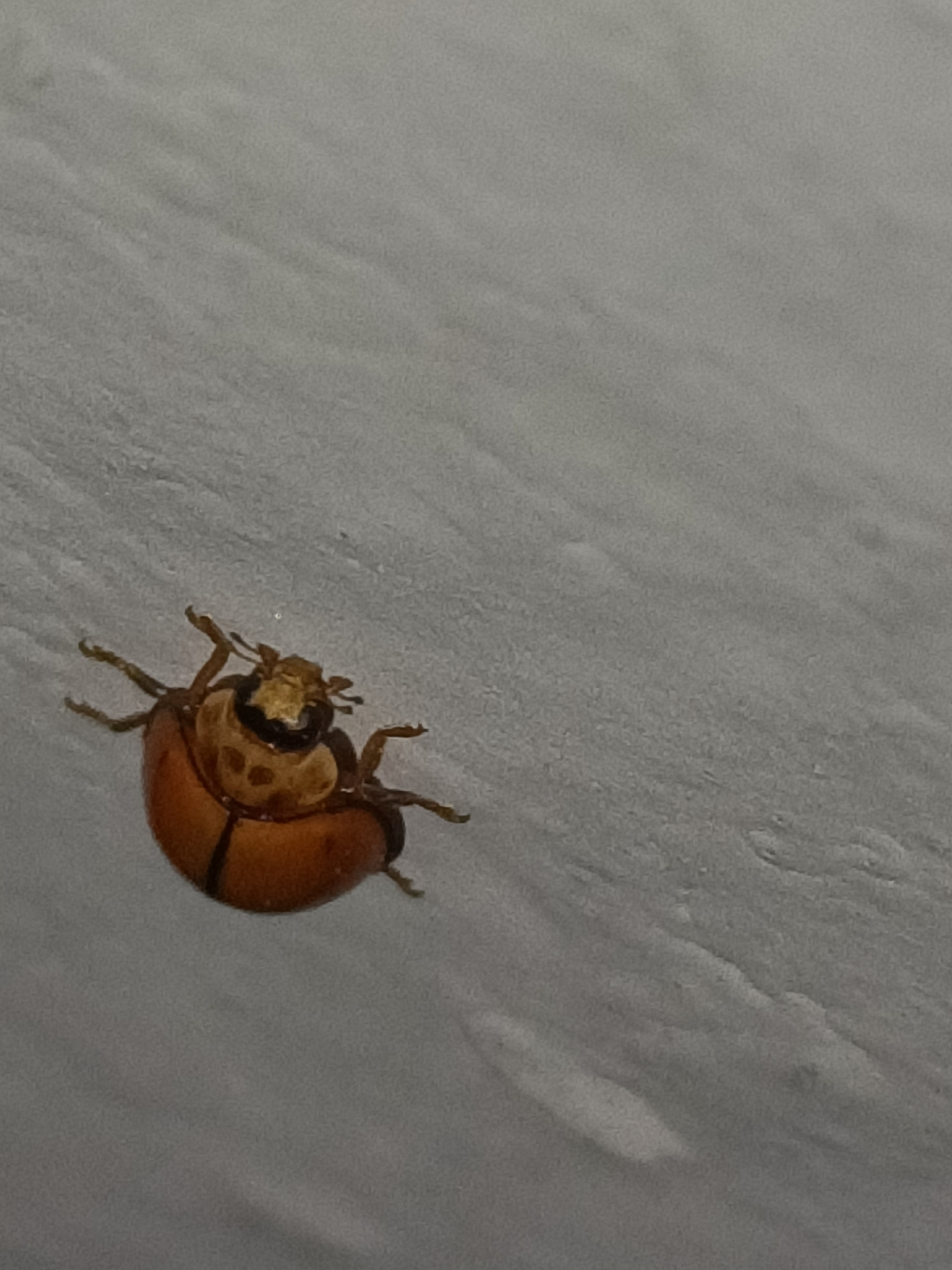 Micraspis discolor (Fabricius, 1798)