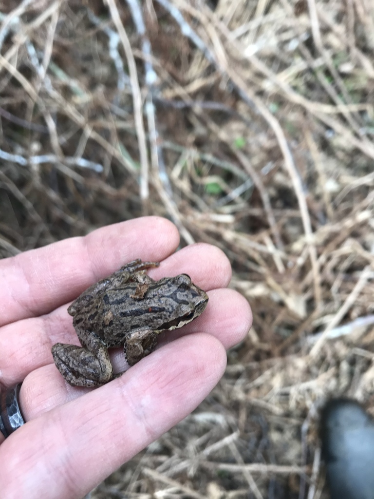 Northern Pacific Tree Frog from Elma, WA, US on March 29, 2023 at 02:30 ...