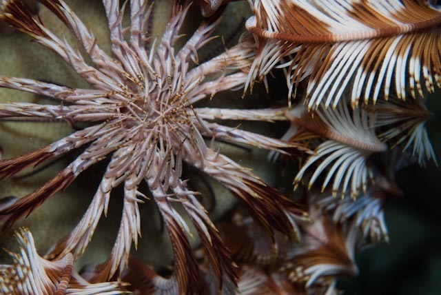 Klunzinger's Feather Star from Claudios, Fury Shoal, Egypt on September ...