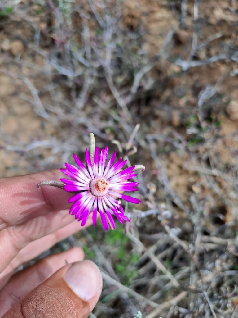 Renoster Brightfig from Plattekloof 2, Cape Town, 7500, South Africa on ...