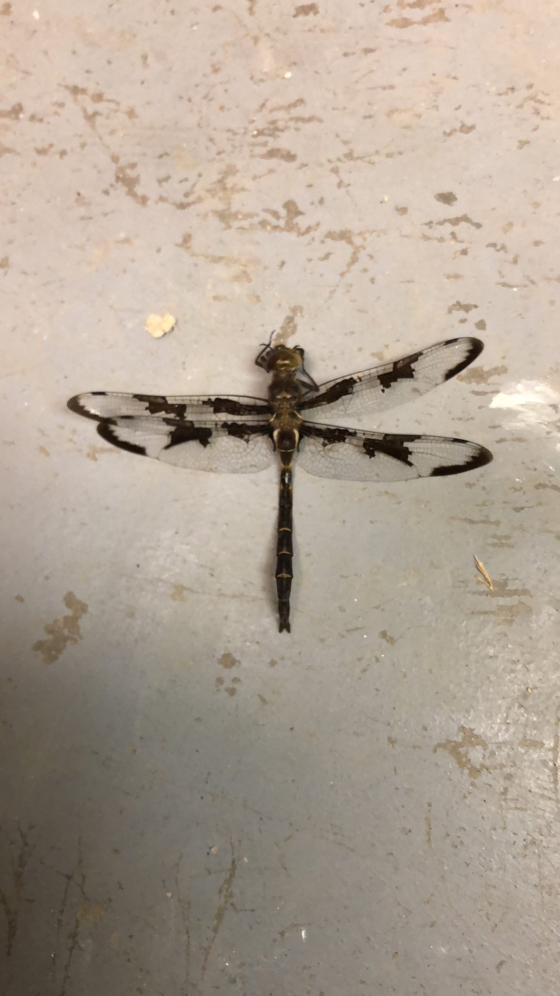 Epitheca princeps Hagen, 1861