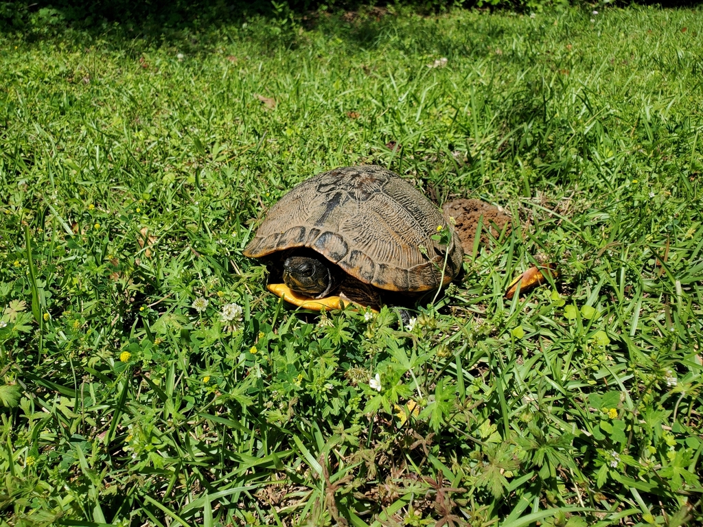 Pond Slider from Tallahassee, FL 32301, USA on March 30, 2023 at 01:29 ...