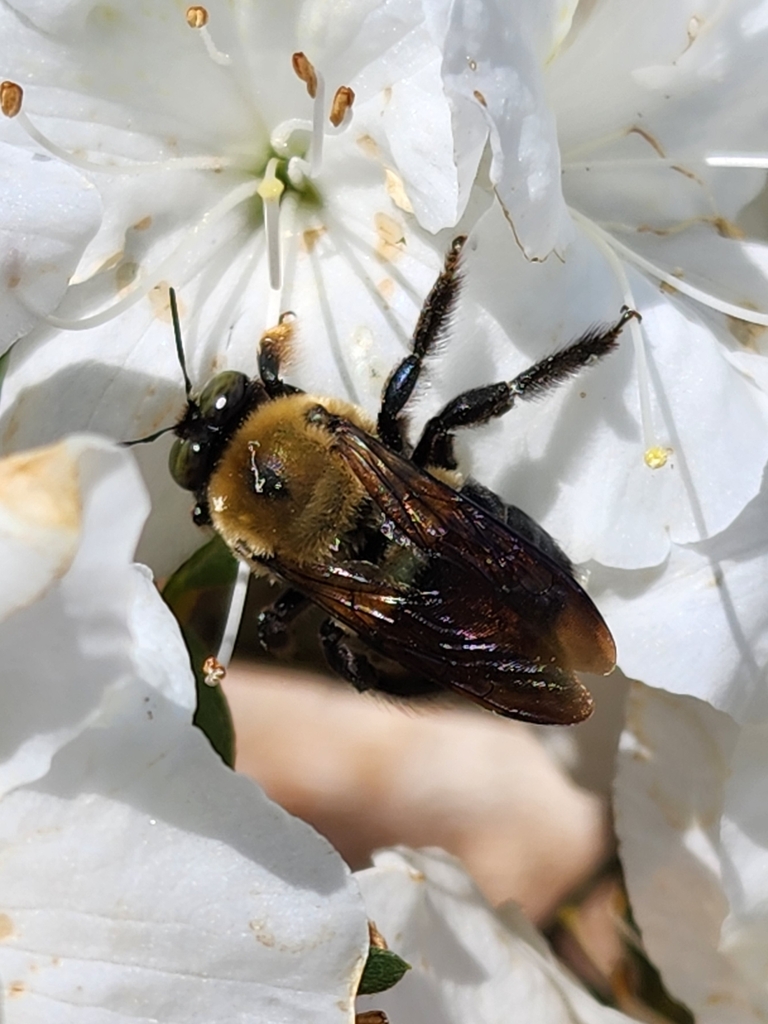 Eastern Carpenter Bee from Elgin, SC, USA on March 30, 2023 at 01:16 PM ...