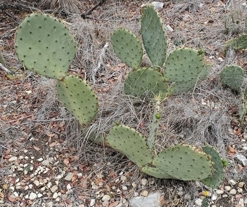 Western Pricklypear from Junction, TX 76849, USA on March 30, 2023 at ...