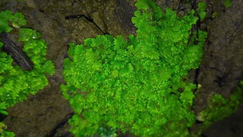 光蘚屬 (Cyathodium)