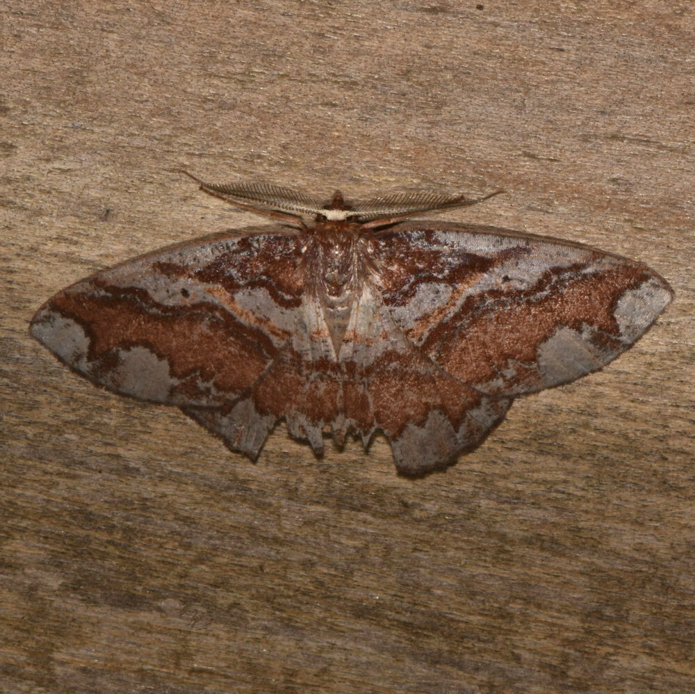 Lobopola cimarrona from San José Province, Copey District, Costa Rica ...