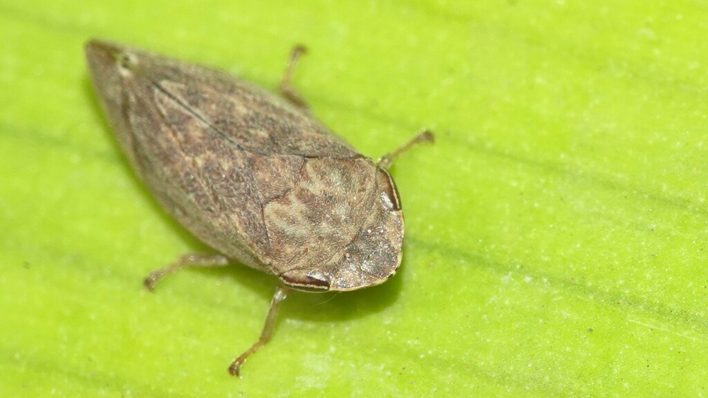 Clovia puncta from Konkan Division, Maharashtra, India on March 25 ...