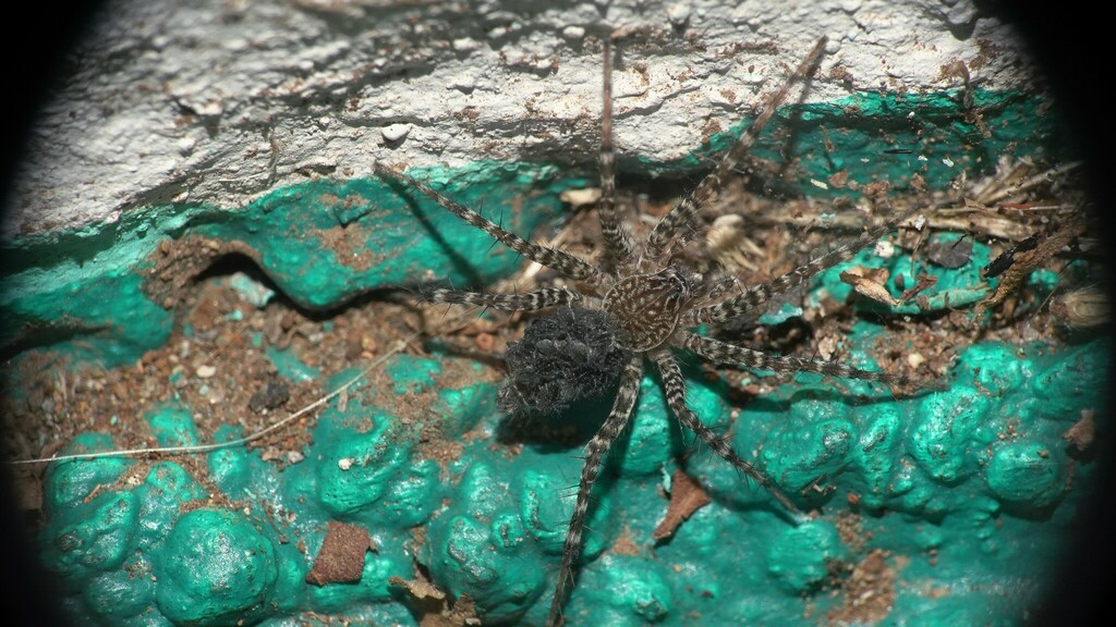 Wolf Spiders from Konkan Division, Maharashtra, India on March 25, 2023 ...