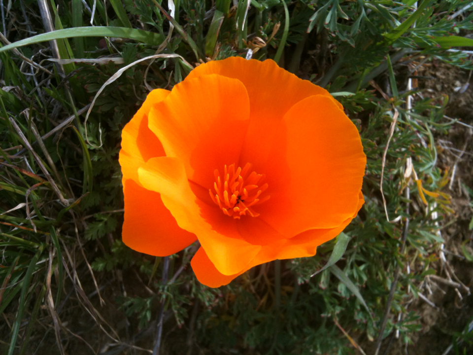 California poppy (New Year, New Growth at Arastradero Preserve ...